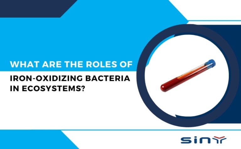 What Are the Roles of Iron Oxidizing Bacteria in Ecosystems