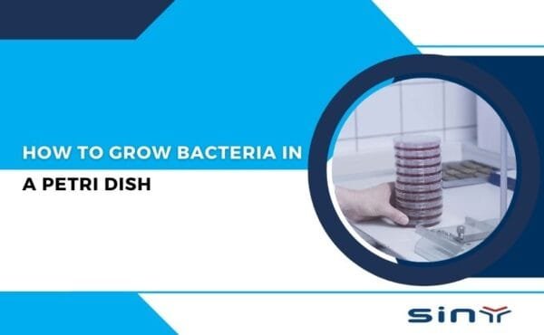 Bacteria in a Petri Dish: Complete Growth Guide | Sinymedical